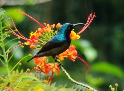 Nature Magnified: The Birds of Kerala - A Collection